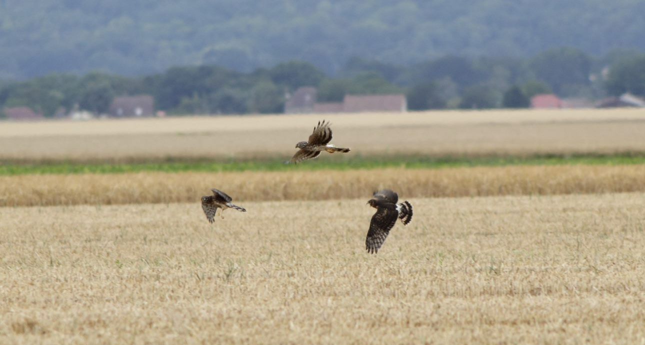 Protéger les nichées de busards - Fondation Nature & Découvertes