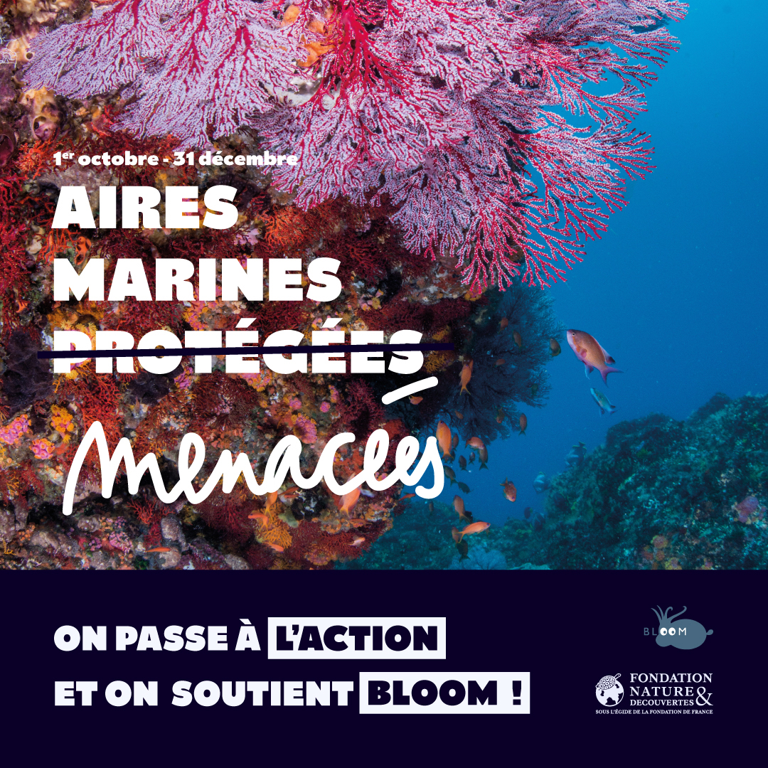 Soutenons BLOOM pour des aires marines réellement protégées ...