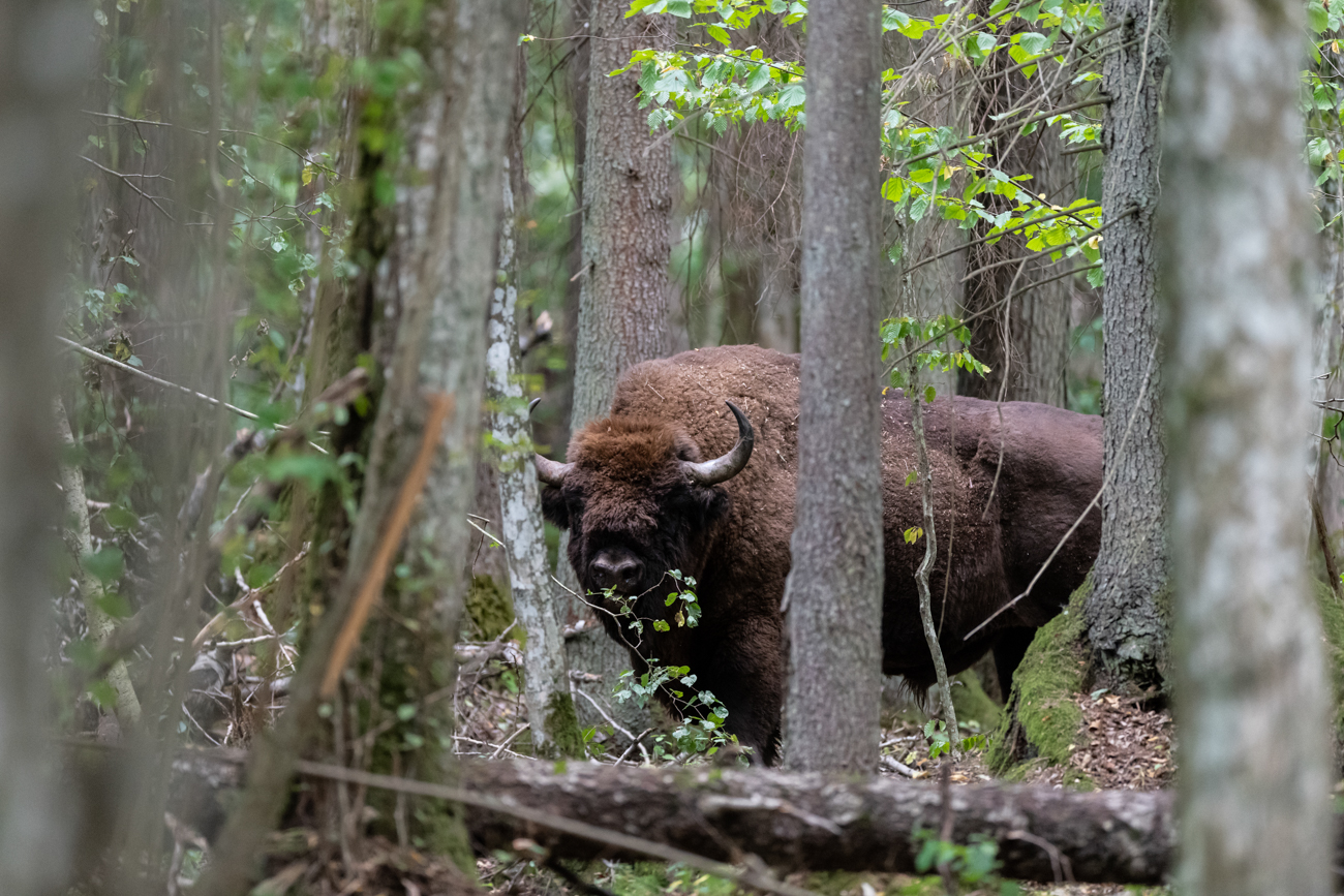 Le retour d'une forêt primaire européenne - Fondation Nature & Découvertes