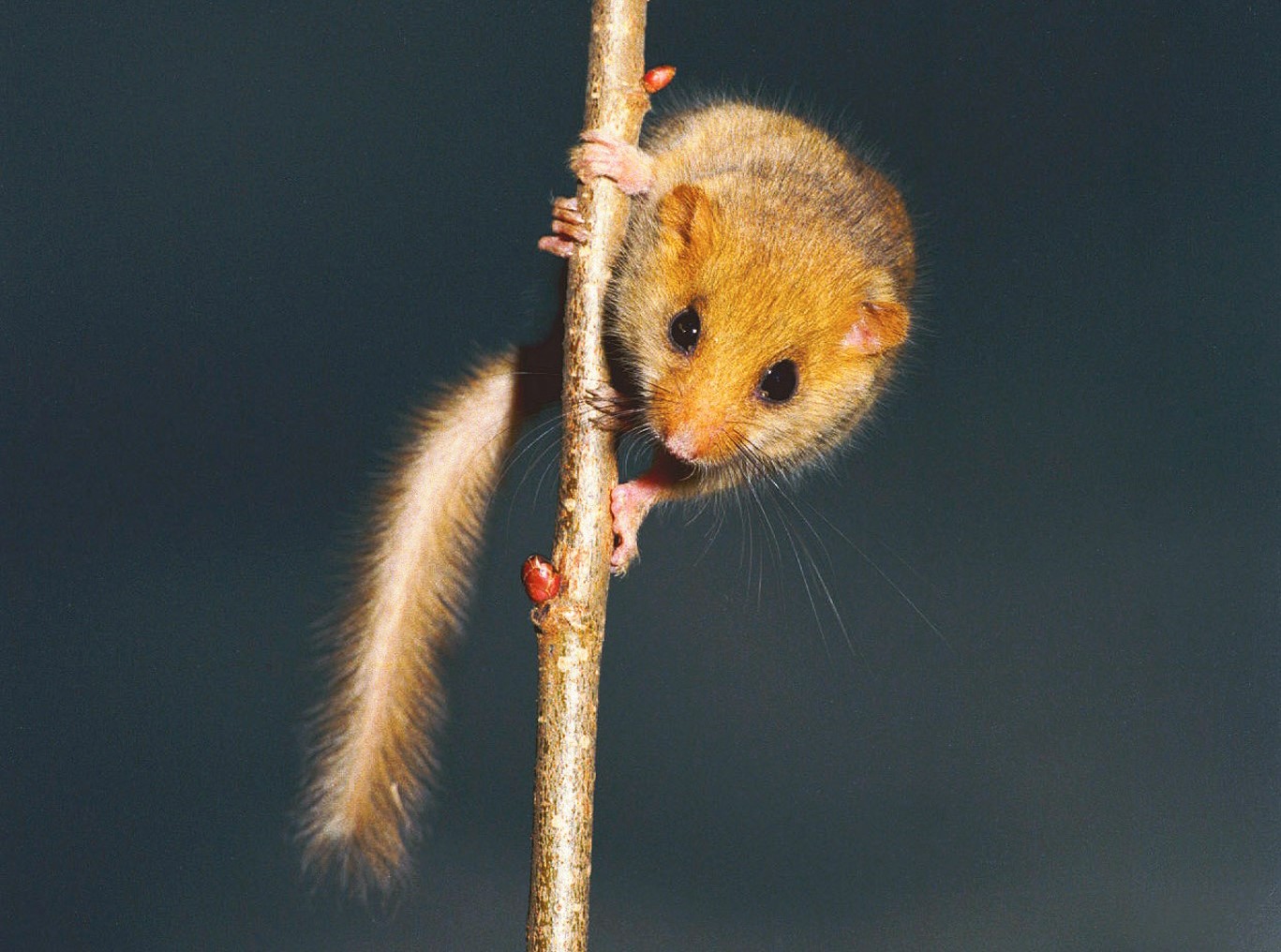 Mais où vit le Rat d’or ? - Fondation Nature & Découvertes